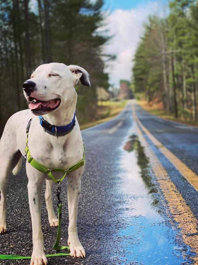 5 Interesting Facts You Need To Know About The Great Dane Dalmatian Mix Pupvine