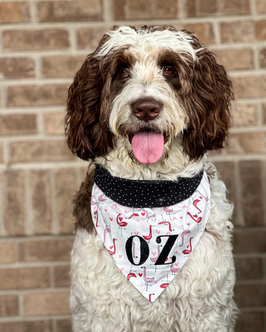 7 Newfypoo Breeders With The Doodliest Doodles