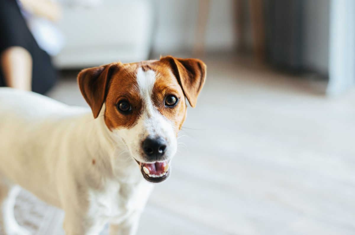 12 Jack Russell Terrier Colors And Patterns For Everyone