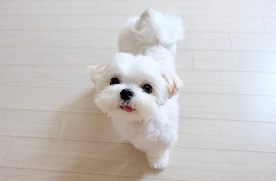 Ultimate Maltese Growth Chart For All Pet Parents