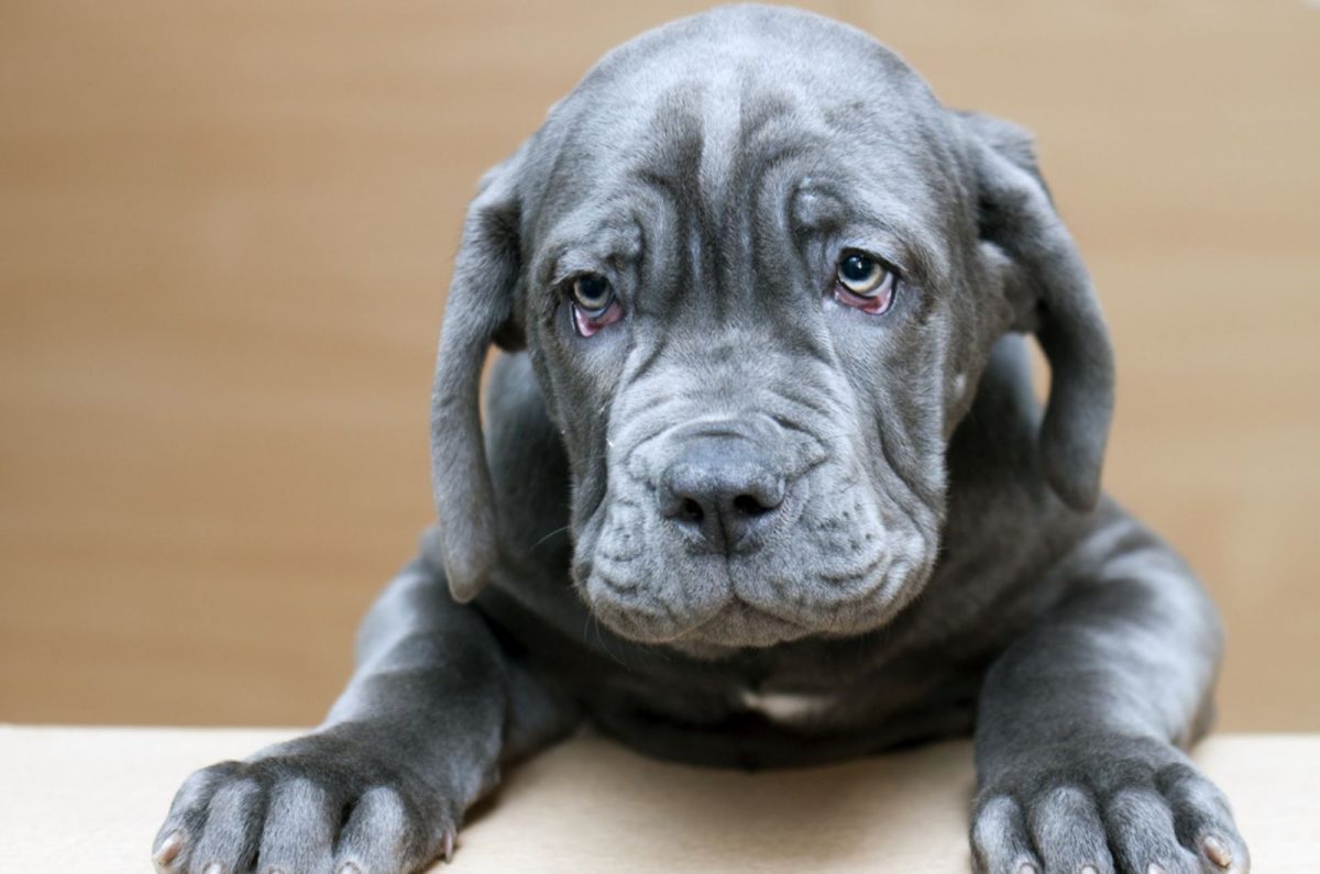 Neapolitan Mastiff Price – Big Fee For A Big Dog