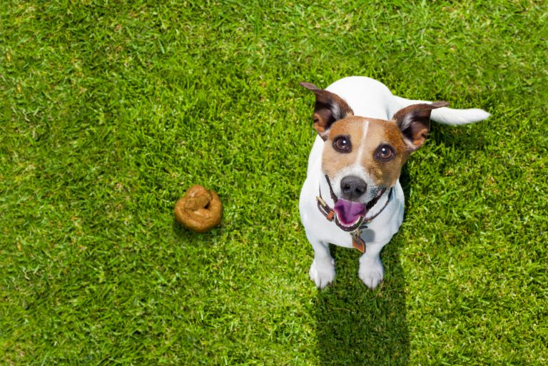 20 Causes Of Dog Pooping Clear Liquid And 5 Easy Solutions
