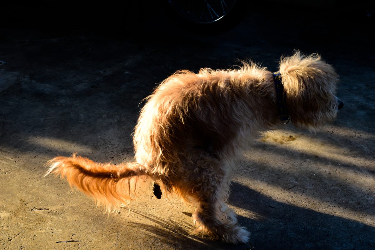 20 Causes Of Dog Pooping Clear Liquid And 5 Easy Solutions