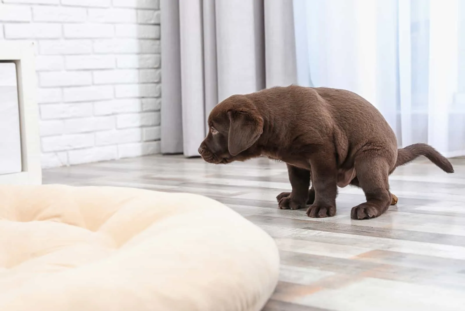 20 Causes Of Dog Pooping Clear Liquid And 5 Easy Solutions