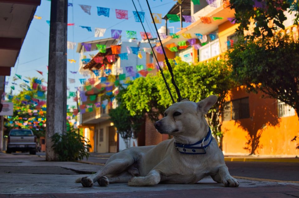 Why Are There So Many Mexican Street Dogs?