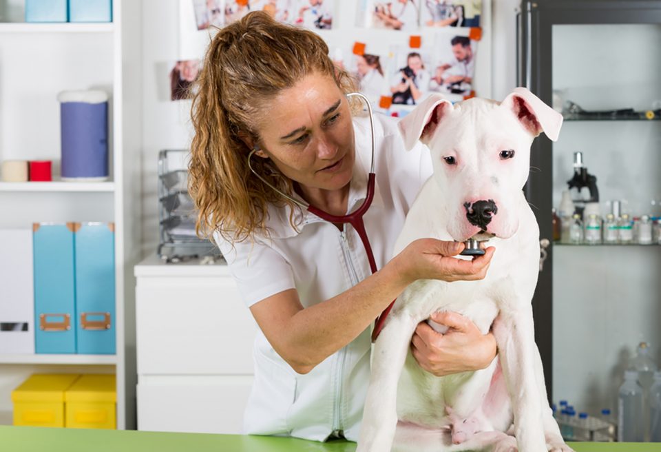 Male Vs Female Dogo Argentino: Which One To Choose?