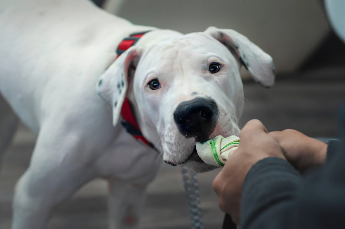 Male Vs Female Dogo Argentino: Which One To Choose?