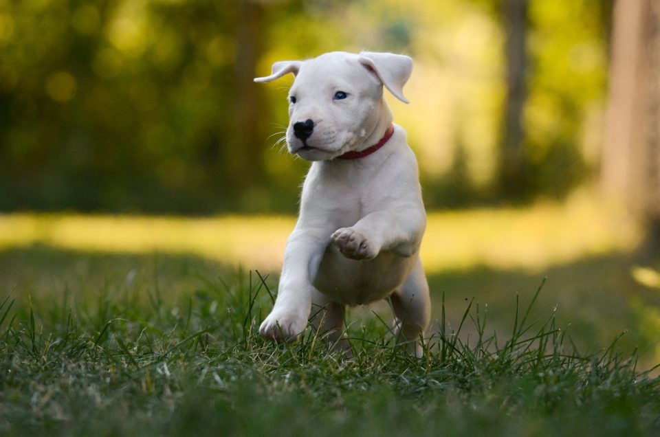 Dogo Argentino Growth Chart: How Big Do These Giants Get?
