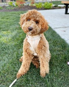 Mini Double Doodle, It’s The Fairest One Of All