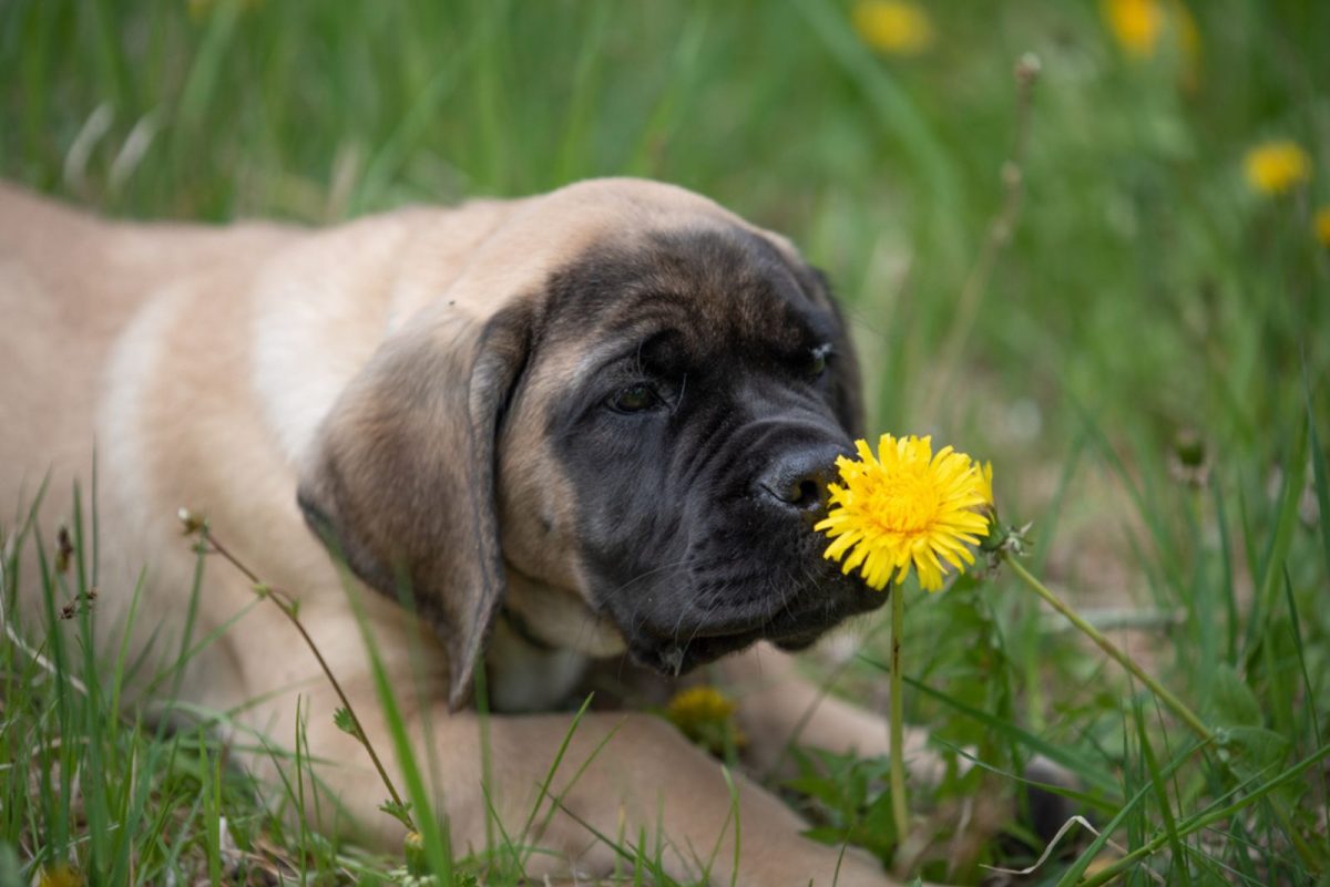 Top 9 English Mastiff Breeders In The U.S.