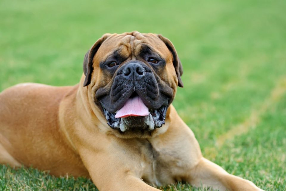 Top 9 English Mastiff Breeders In The U.S.