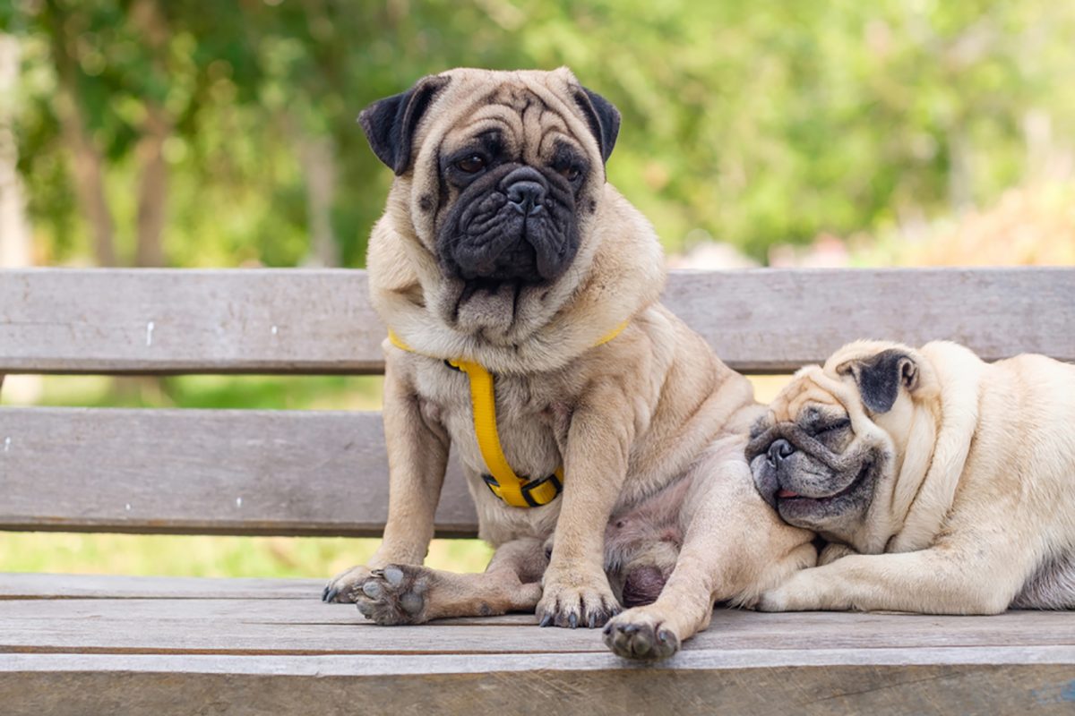 Male Vs Female Pug: The Gender Battle Is Back