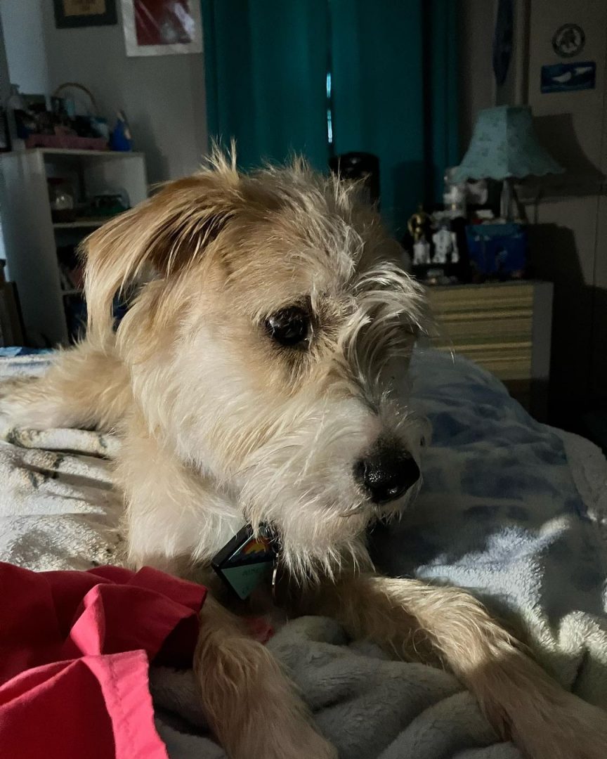 40 Rat Terrier Mixes You Never Thought Were Real