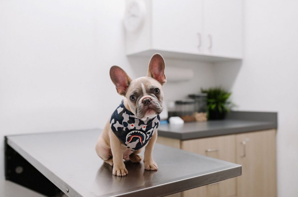 French Bulldog Growth Chart: How Big Can A Frenchie Get?