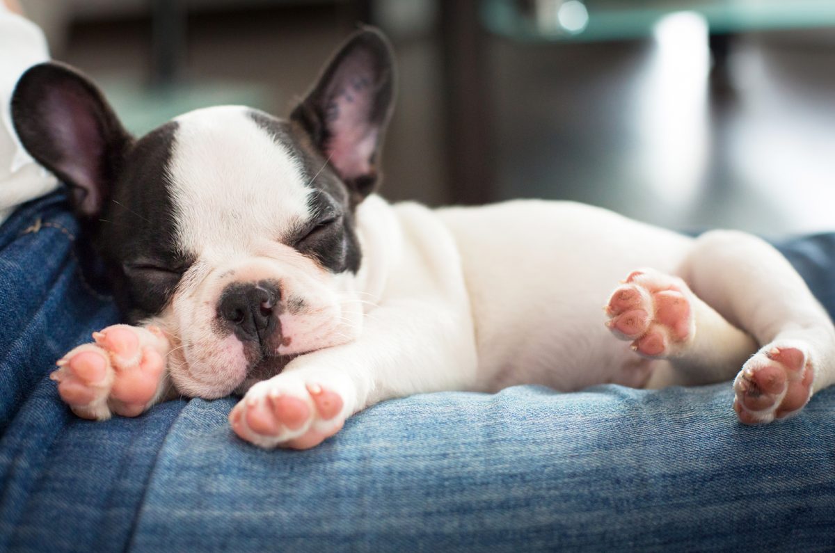 French Bulldog Growth Chart: How Big Can A Frenchie Get?
