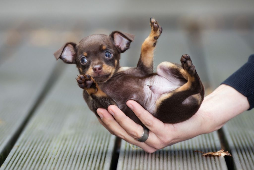 6 Actual Types Of Chihuahuas That Are Not Mixes