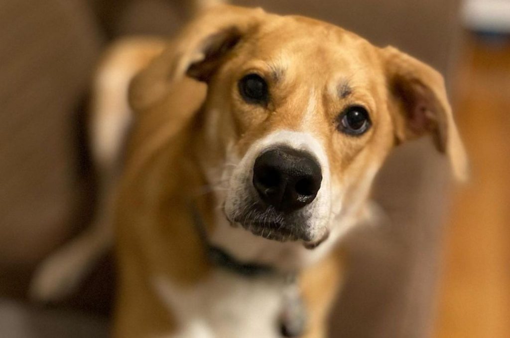 26 Beagle Mixes, So Adorable To Die For