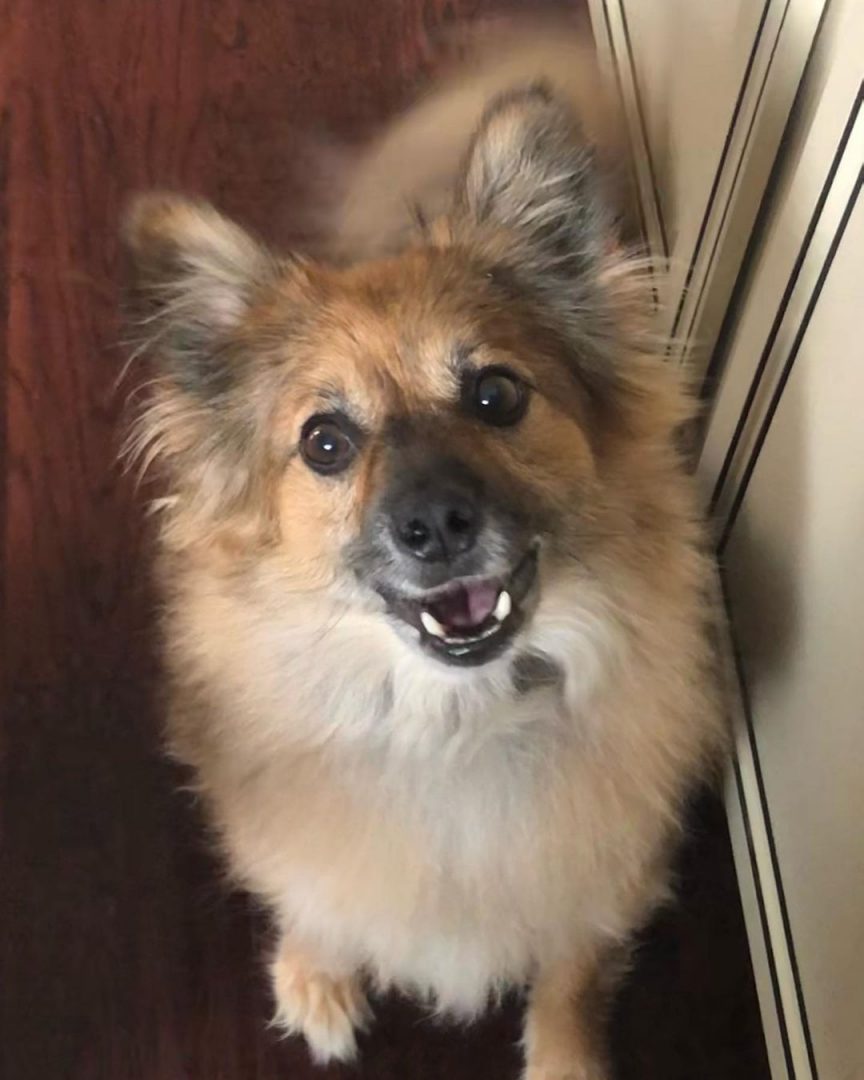 The Ultimate German Shepherd Pomeranian Mix Guide