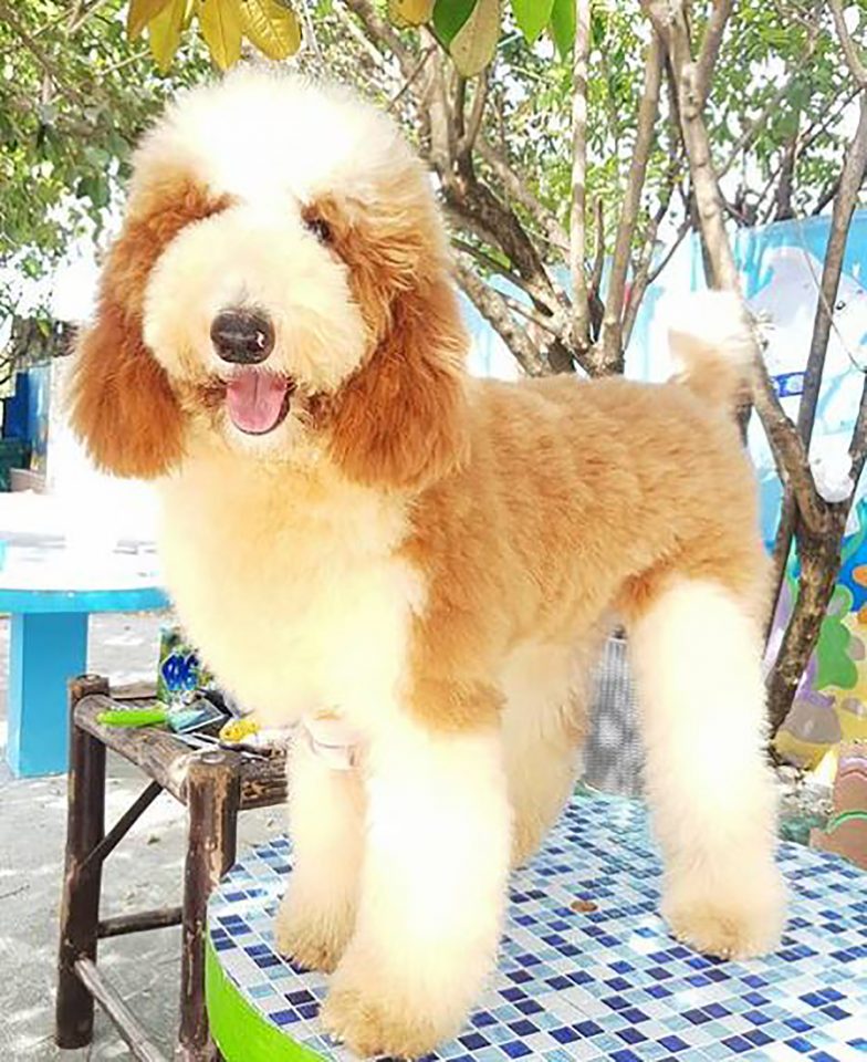 Does The Giant Poodle Qualify As A Breed?