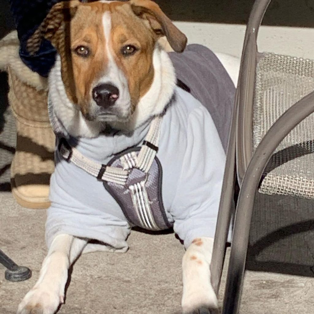 26 Beagle Mixes, So Adorable To Die For