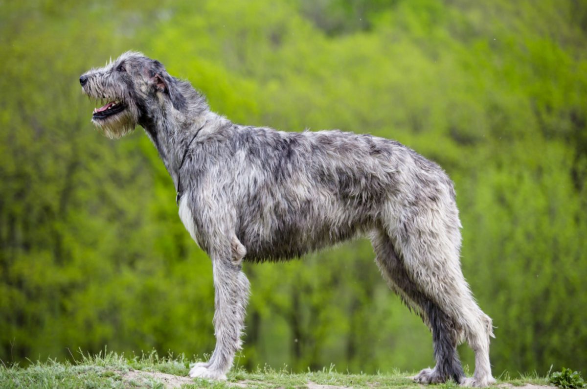 Irish Wolfhound Growth Chart – How Tall Is The Tallest Dog? Irish Wolfhound Growth Chart – How Tall Is The Tallest Dog?