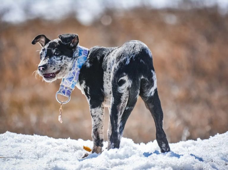 5 Best Hanging Tree Dog Breeders In The USA