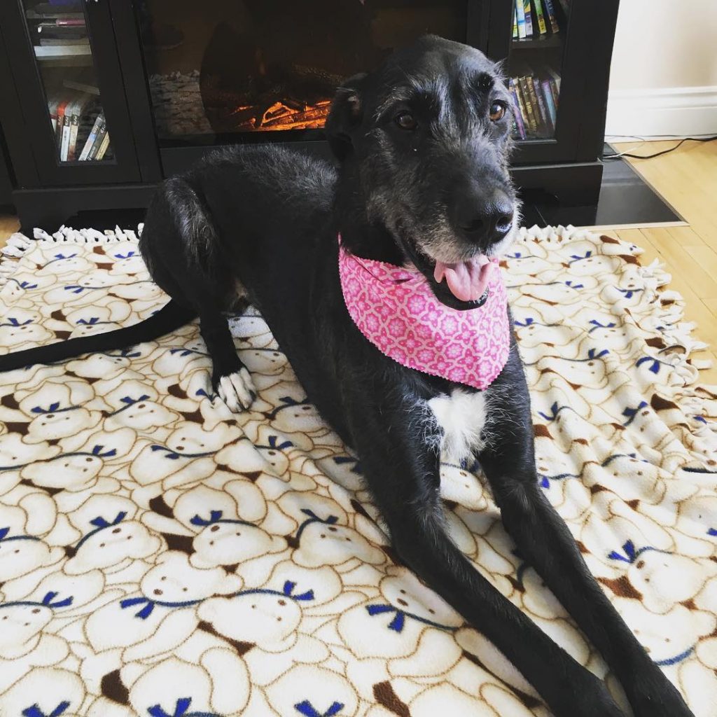 The Irish Wolfhound Great Dane Mix And Great Expectations