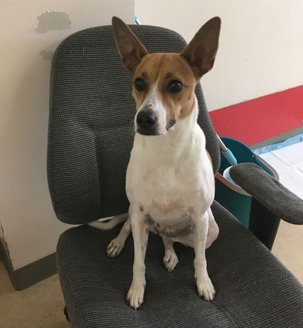 40 Rat Terrier Mixes You Never Thought Were Real