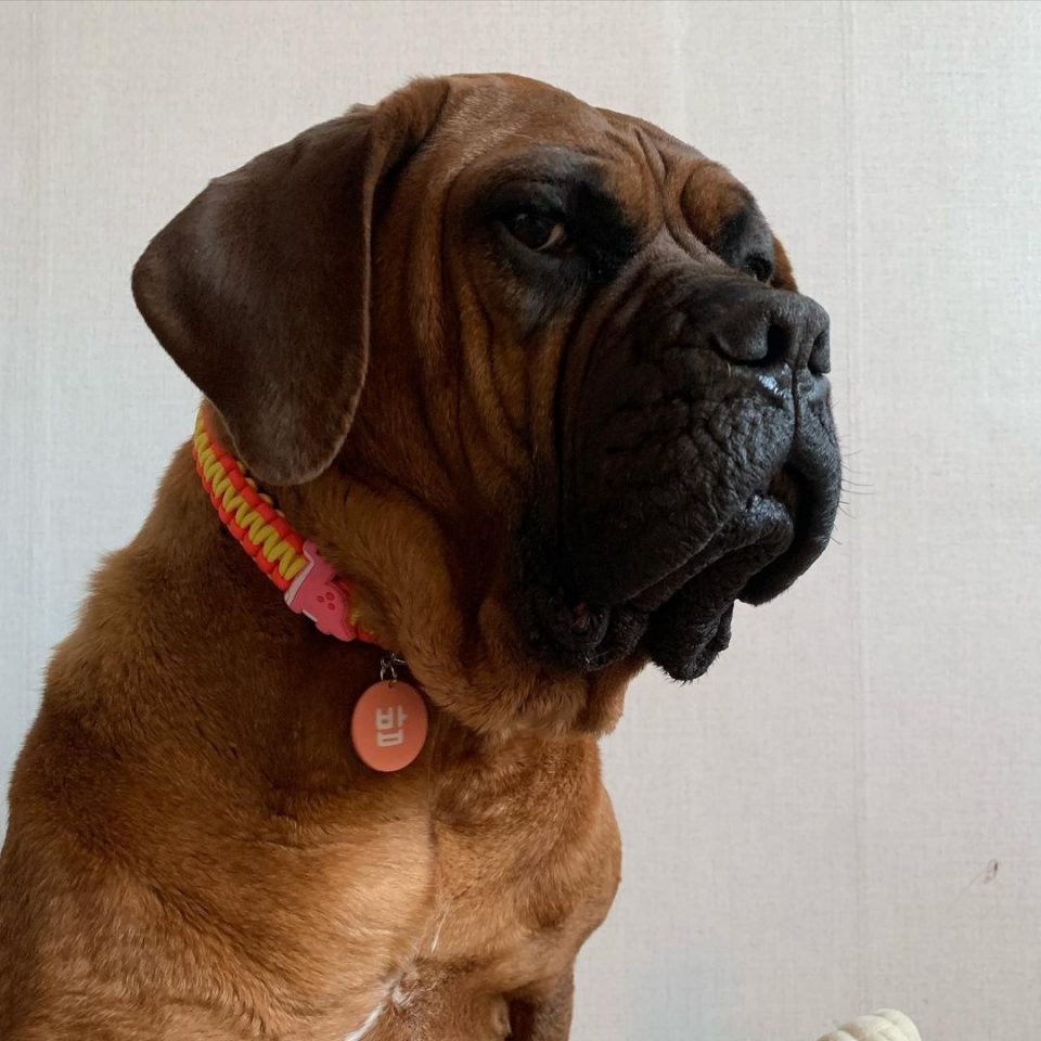 29 Best Mastiff Breeds That Can Be Good Family Pets