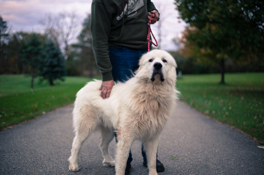 The Only Great Pyrenees Growth Chart You Will Ever Need
