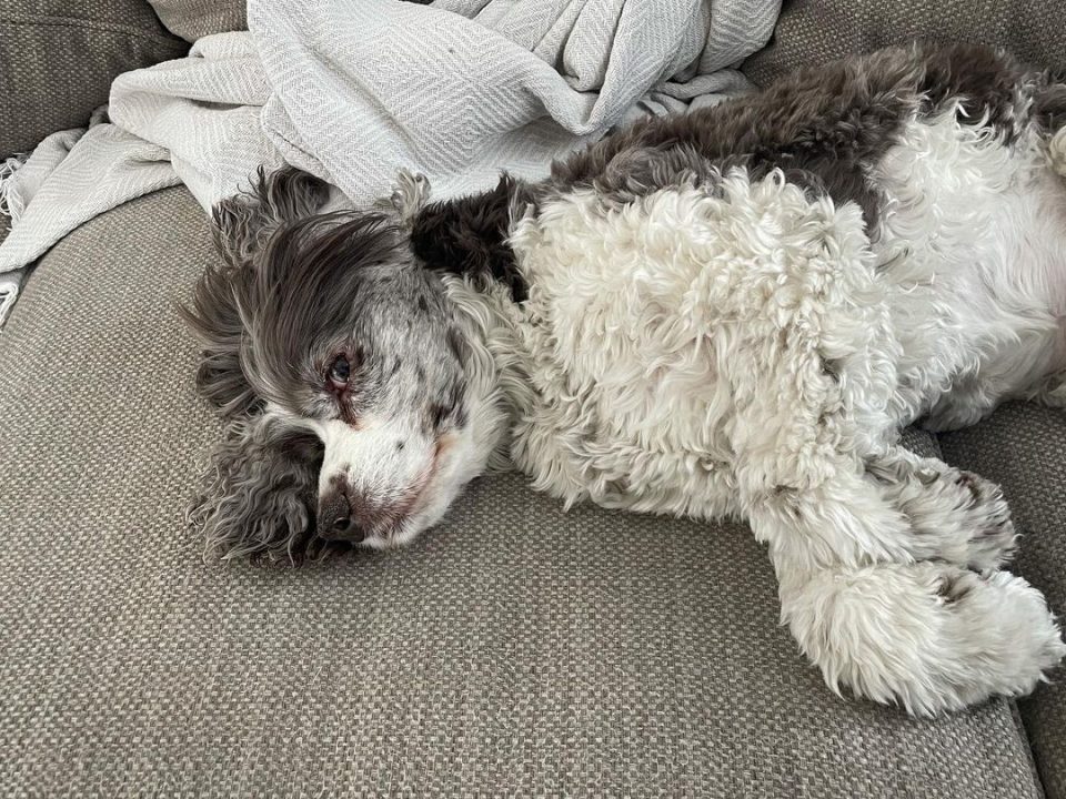 Merlin The Merle Cocker Spaniel