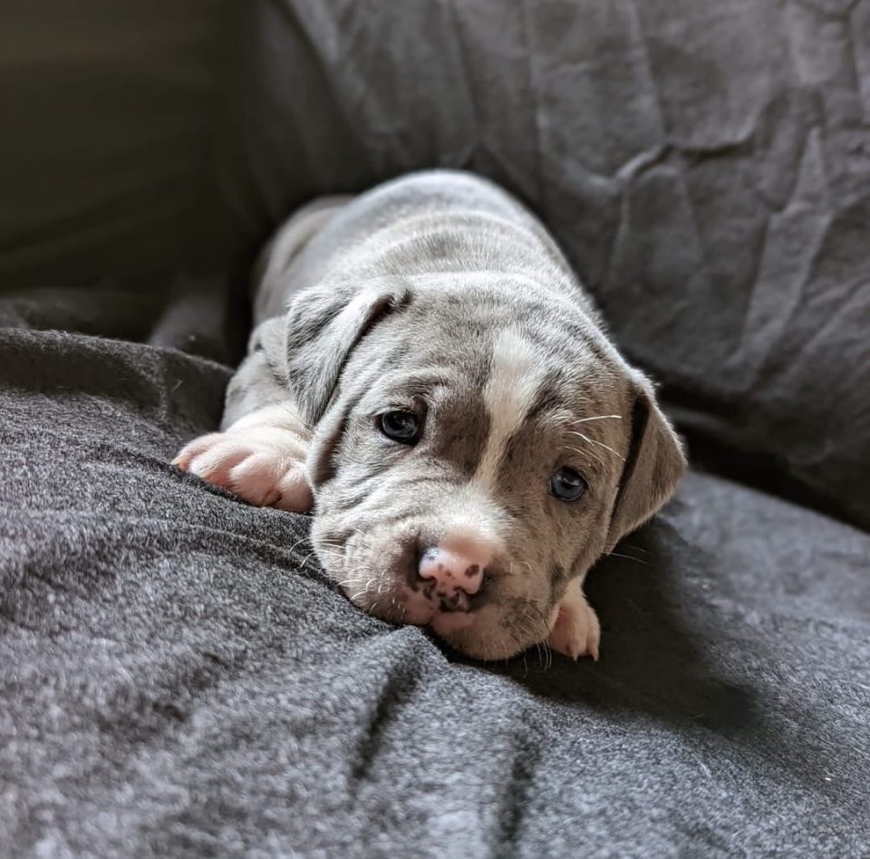 19 Fascinating Staffordshire Bull Terrier Colors