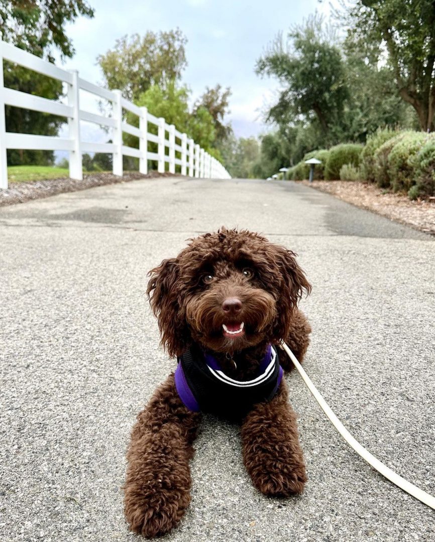 Mini Double Doodle, It’s The Fairest One Of All