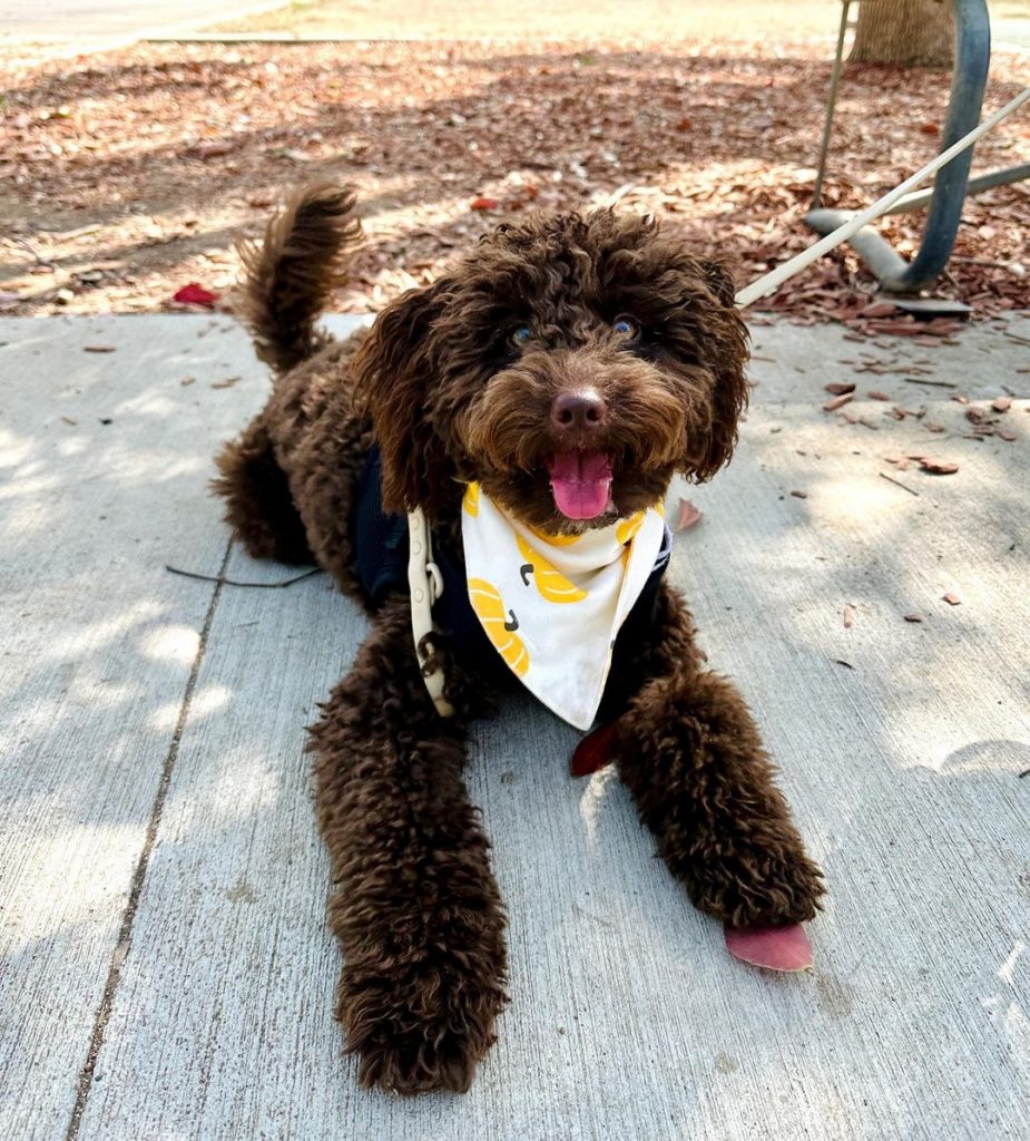 Mini Double Doodle, It’s The Fairest One Of All