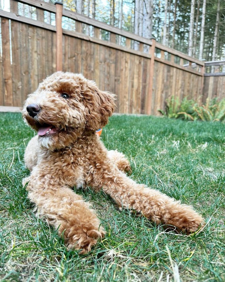 Mini Double Doodle, It’s The Fairest One Of All