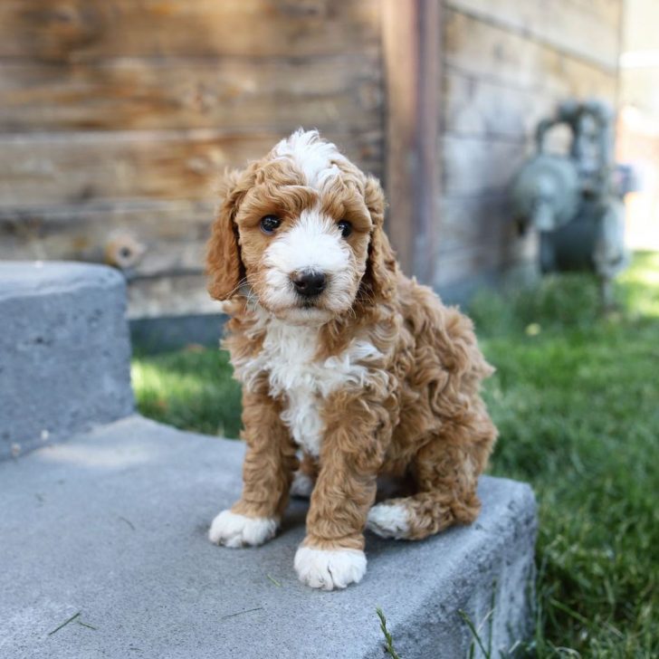 Mini Double Doodle, It’s The Fairest One Of All