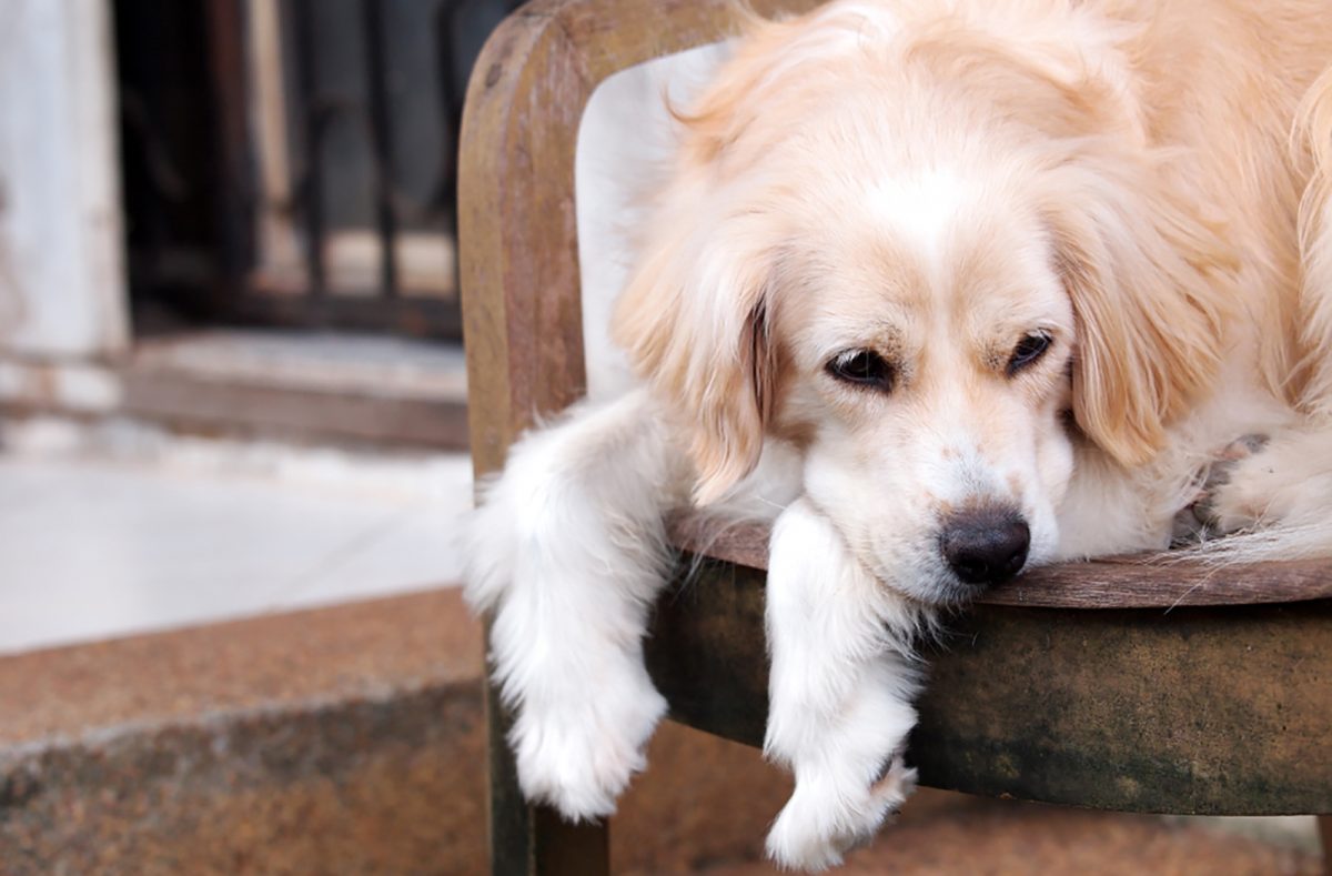 16 Best Examples Of Dogs That Look Like A Golden Retriever
