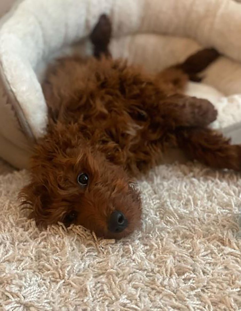 Mini Irish Doodle: A Small Hybrid With A Big Heart
