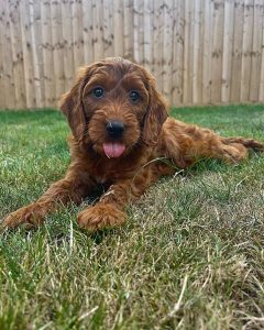 Mini Irish Doodle: A Small Hybrid With A Big Heart
