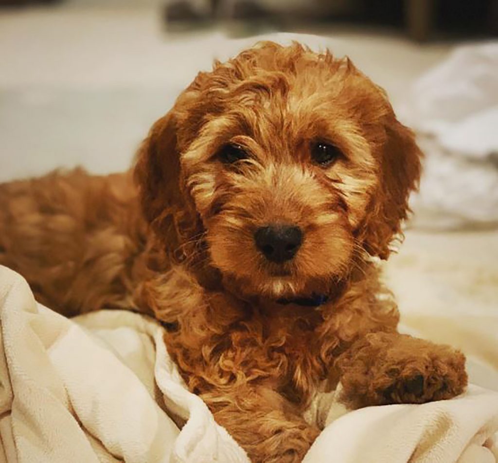 Mini Irish Doodle: A Small Hybrid With A Big Heart