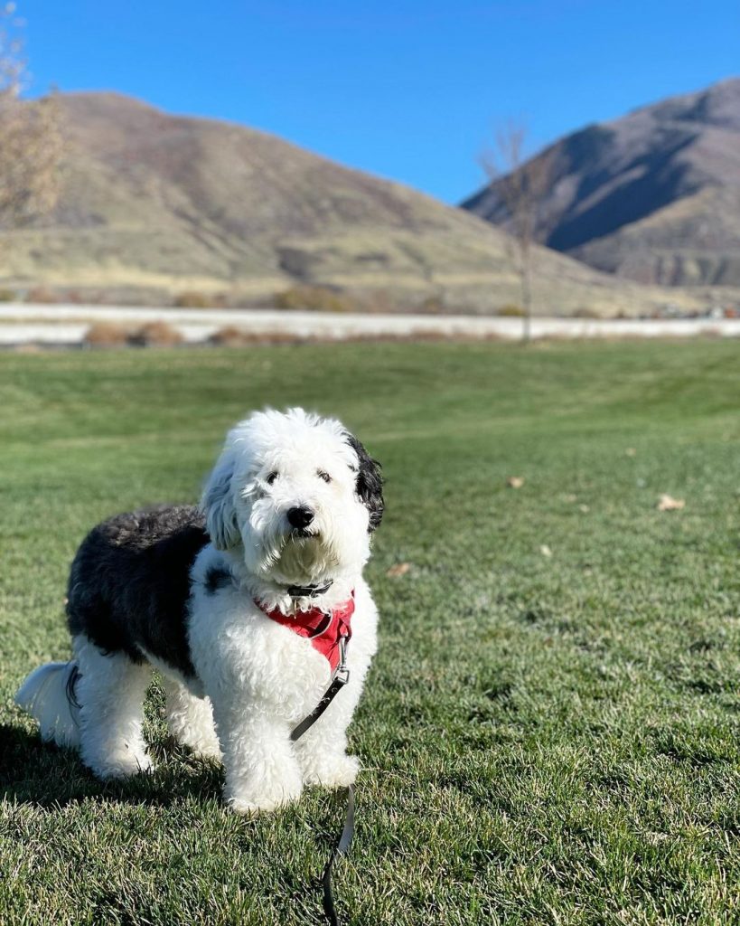 10 Mini Sheepadoodle Breeders In Whom You Can Trust