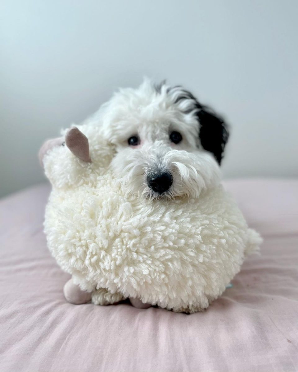 10 Mini Sheepadoodle Breeders In Whom You Can Trust