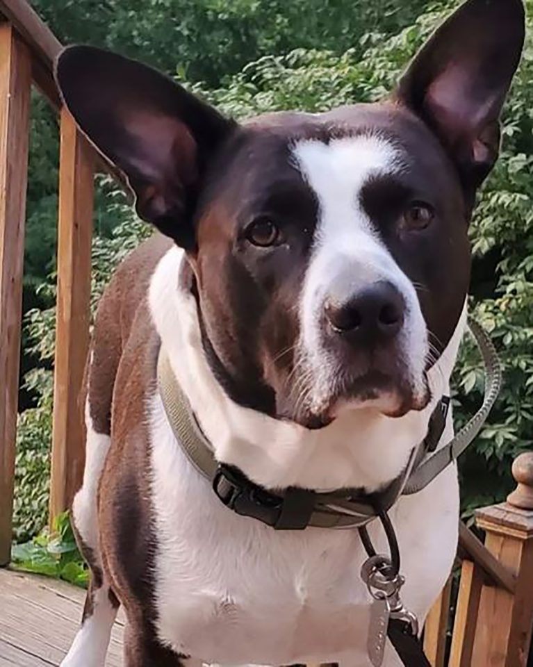 Is A Mountain Cur Pitbull Mix A Reliable Dog Breed?