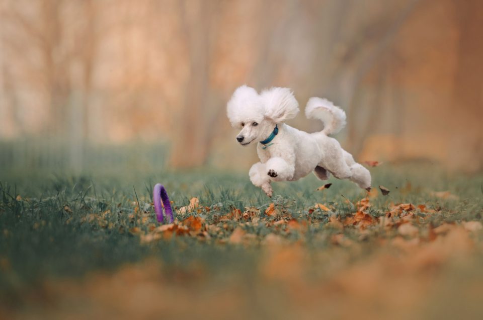 7 Best Moyen Poodle Breeders In America