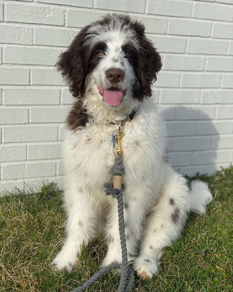 7 Newfypoo Breeders With The Doodliest Doodles