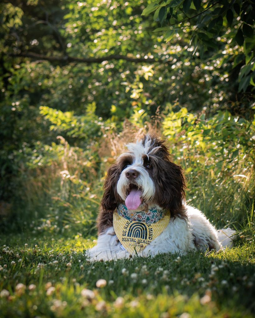 7 Newfypoo Breeders With The Doodliest Doodles
