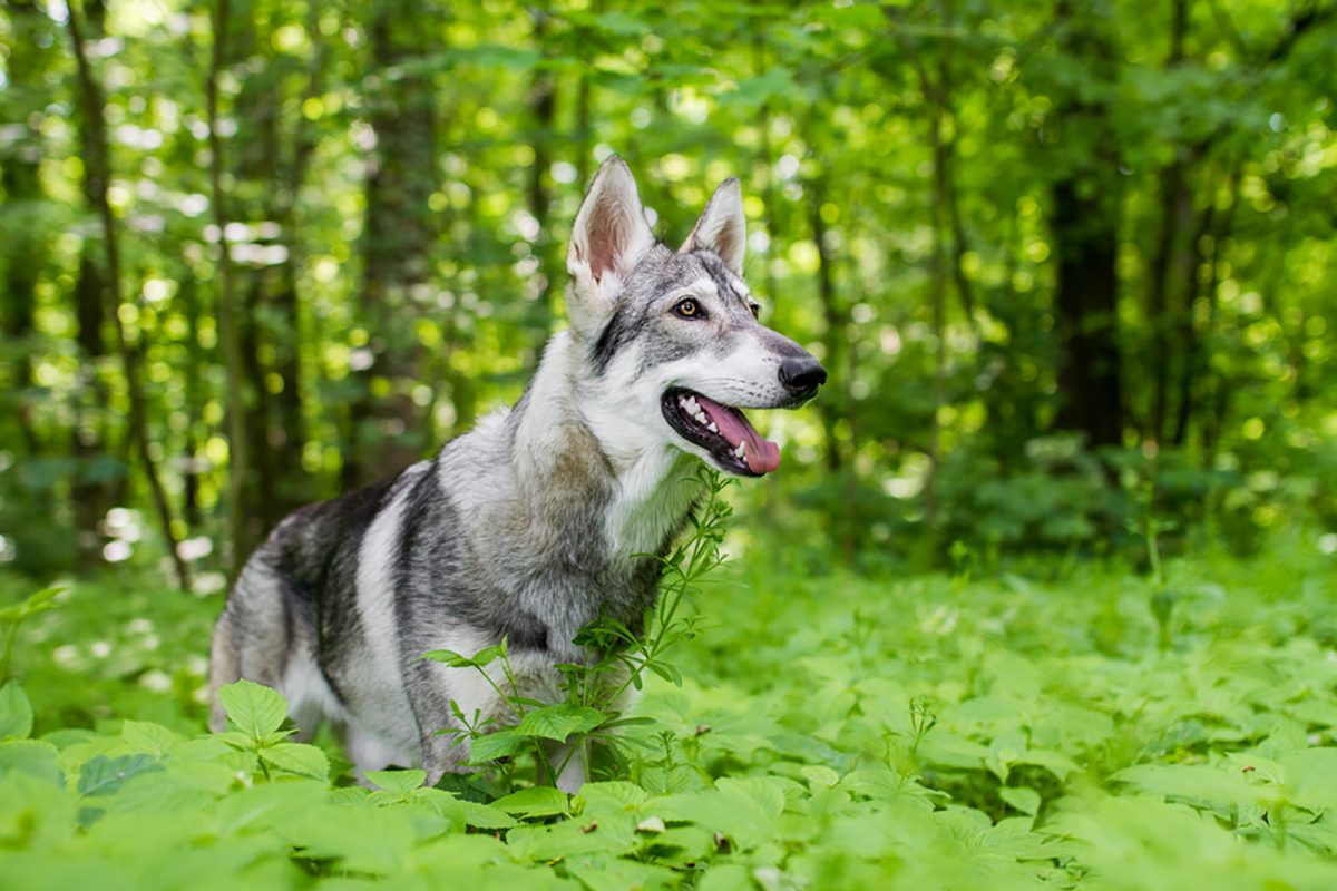 22 Spectacular Dogs That Look Like Huskies