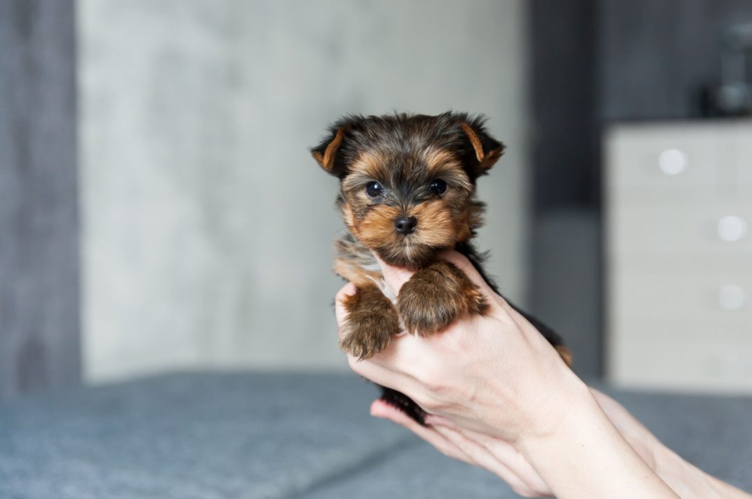 The Yorkie Growth Chart: Tips For A Healthy Growth