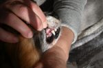7 Reasons For Dog Black Gums That You Need To Know About
