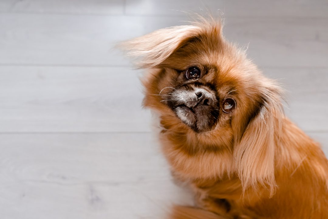 19 Shy Dog Breeds: Meet The Timid Side Of Our Furry Friends